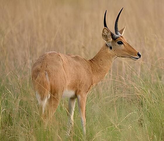 Terrestrial Animals Name in English and Hindi With Pictures ...