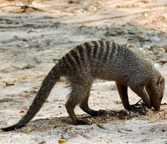 Terrestrial Animals Name in English and Hindi With Pictures ...